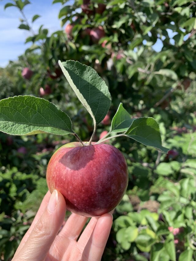 10 Best Apple Picking near Westchester (2025) - Suburbs 101