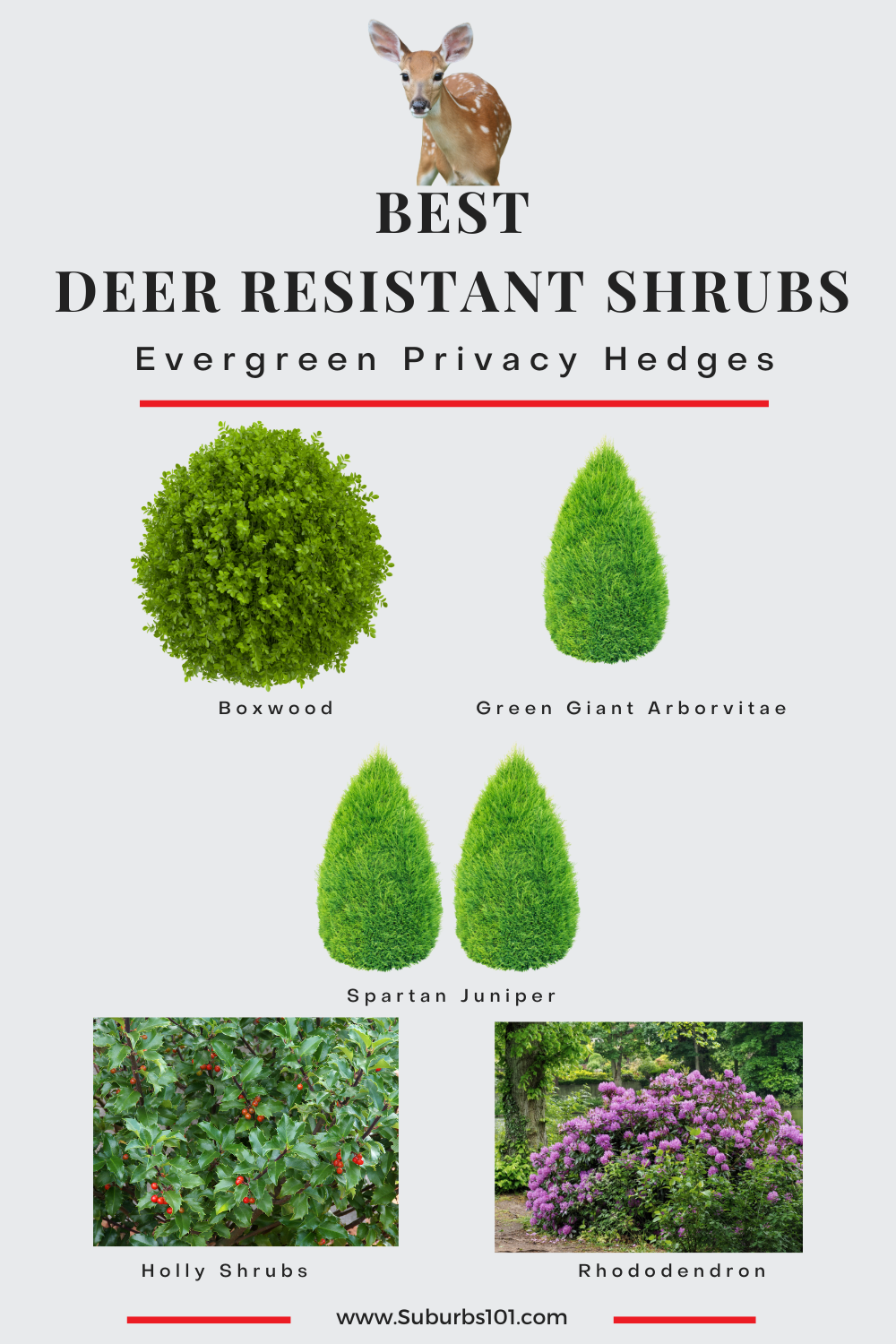 Best Deer Resistant Evergreen Shrubs and Trees for Privacy Hedge (Full ...