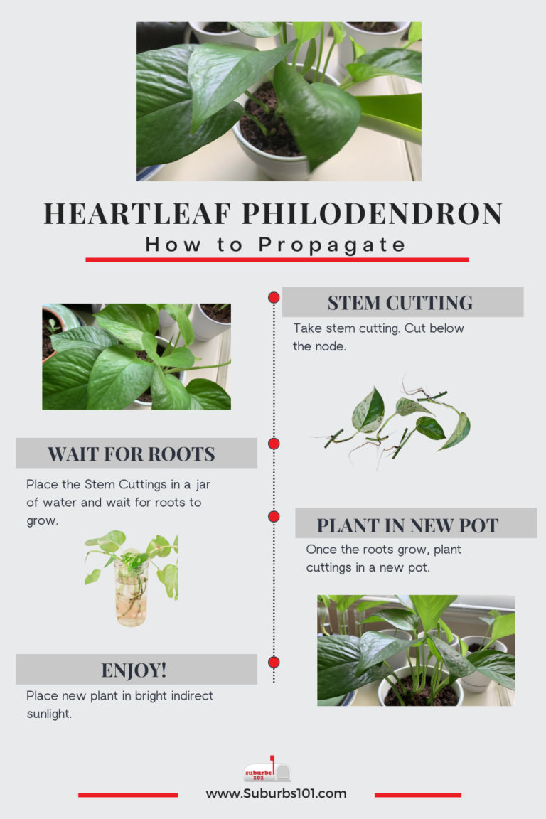 8 Tips on How to Care for Your Heartleaf Philodendron (Infographic ...
