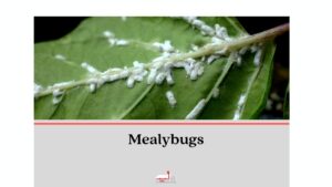 8 Tips on How to Care for Your African Milk Tree (Euphorbia trigona ...