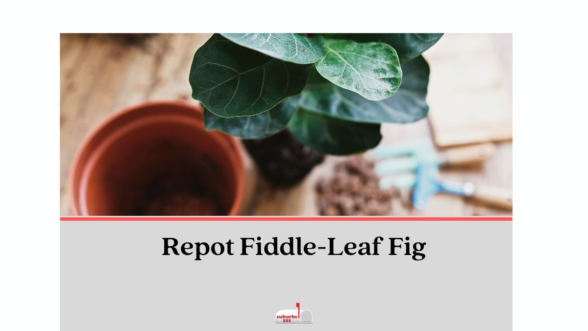 10 Tips on How to Care for Your Fiddle-Leaf Fig (Infographic) - Suburbs 101