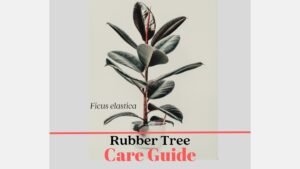 9 Tips on How to Care for Rubber Tree Indoors (Infographic) - Suburbs 101