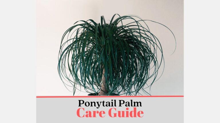 7 Tips on How to Care for Your Ponytail Palm (Infographic) - Suburbs 101