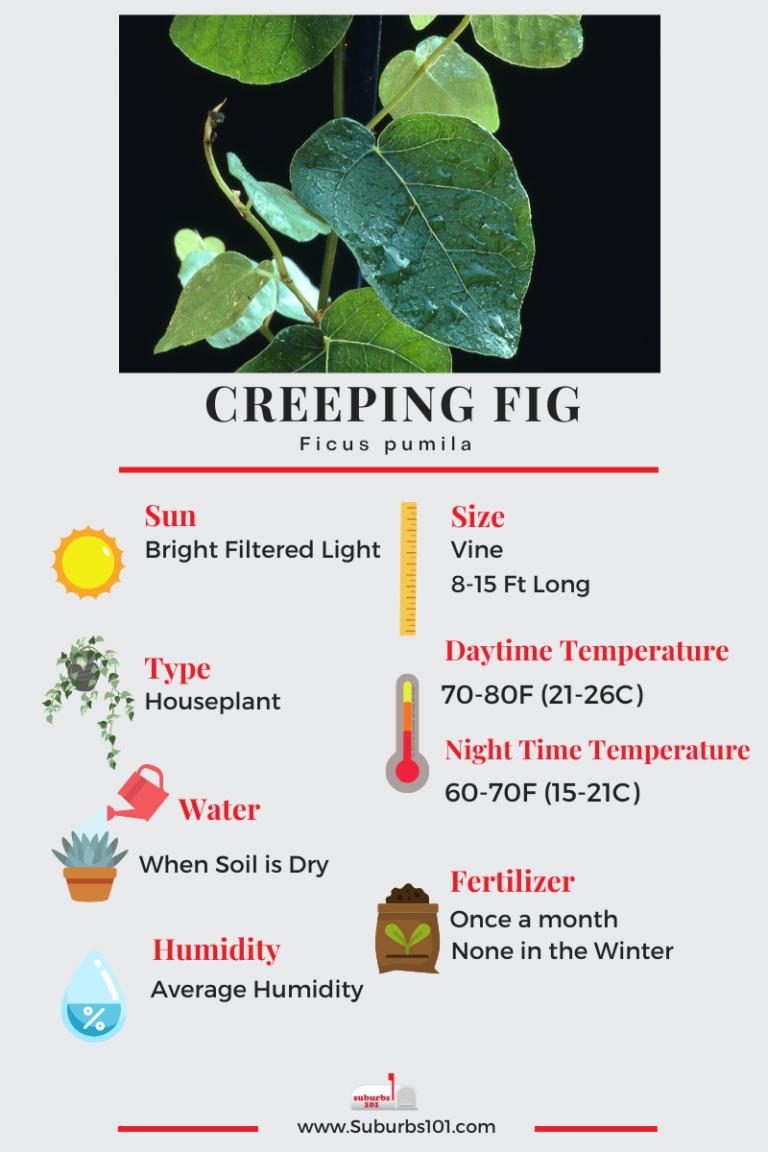 7 Tips on How to Care for Your Creeping Fig (Ficus Pumila Infographic ...