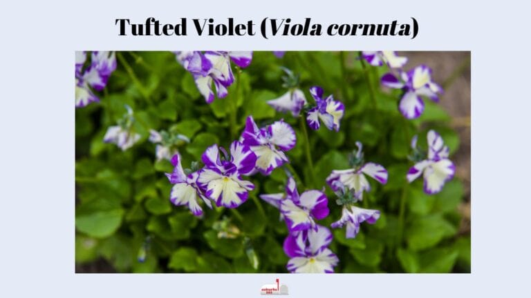 12 Easy to Grow Flowers for the Lazy Gardener - Suburbs 101
