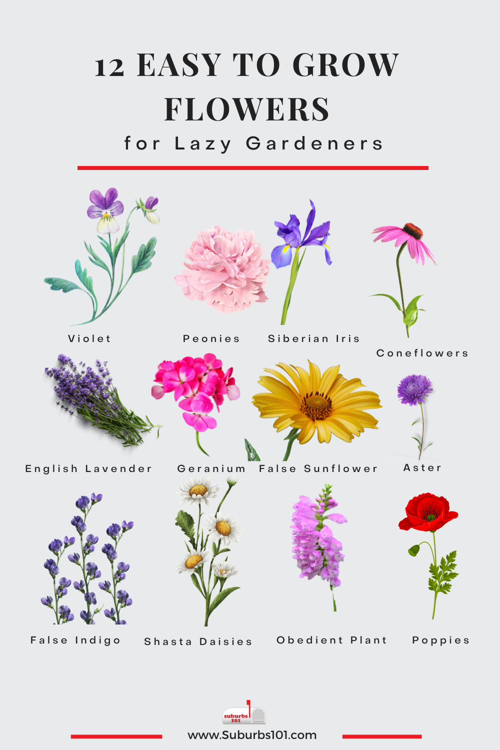 12 Easy to Grow Flowers for the Lazy Gardener - Suburbs 101