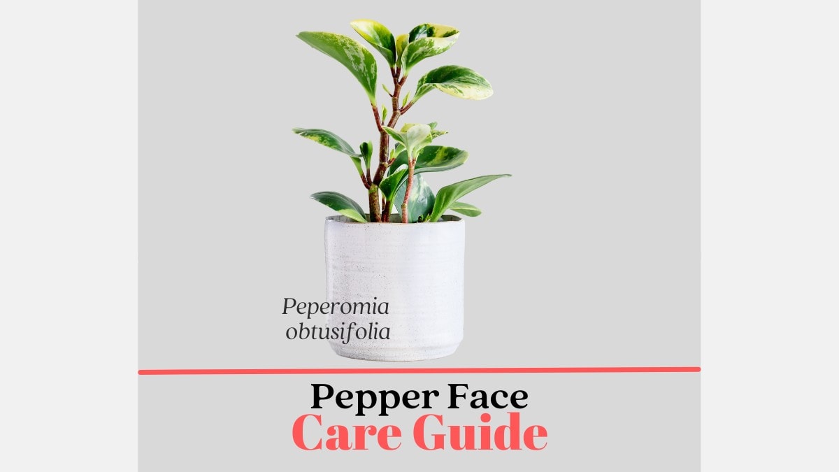 8 Tips to Care for Your Pepper Face (Peperomia obtusifolia Infographic ...
