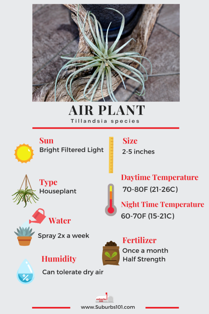 7 Tips on How to Care for Your Air Plant (Tillandsia species ...