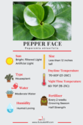 8 Tips to Care for Your Pepper Face (Peperomia obtusifolia Infographic ...