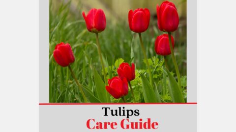 Lazy Gardener's Guide: How to Grow Tulips (Infographic) - Suburbs 101