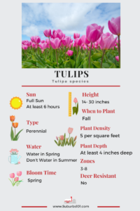 Lazy Gardener's Guide: How to Grow Tulips (Infographic) - Suburbs 101