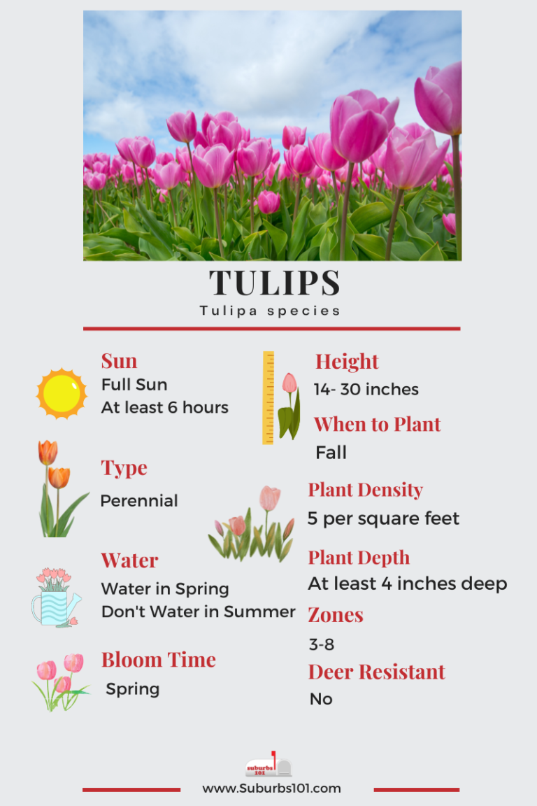 Lazy Gardener's Guide: How to Grow Tulips (Infographic) - Suburbs 101