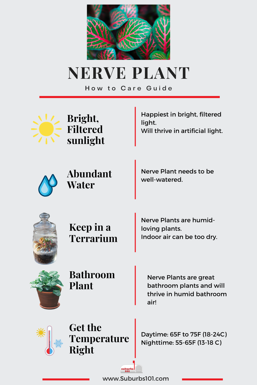 8 Tips on How to Care for Your Nerve Plant (Fittonia albivenis ...