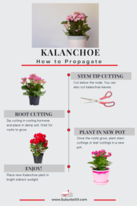 9 Tips on How to Care for Your Kalanchoe Plant (Infographic) - Suburbs 101
