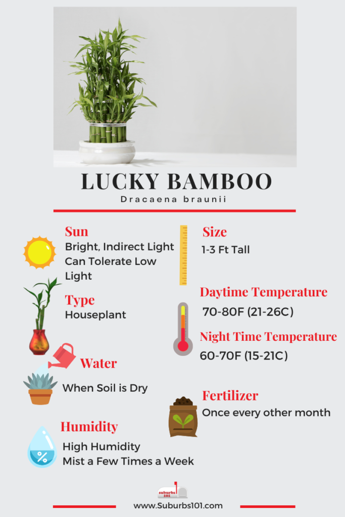 9 Tips on How to Care for Your Lucky Bamboo (Dracaena braunii ...