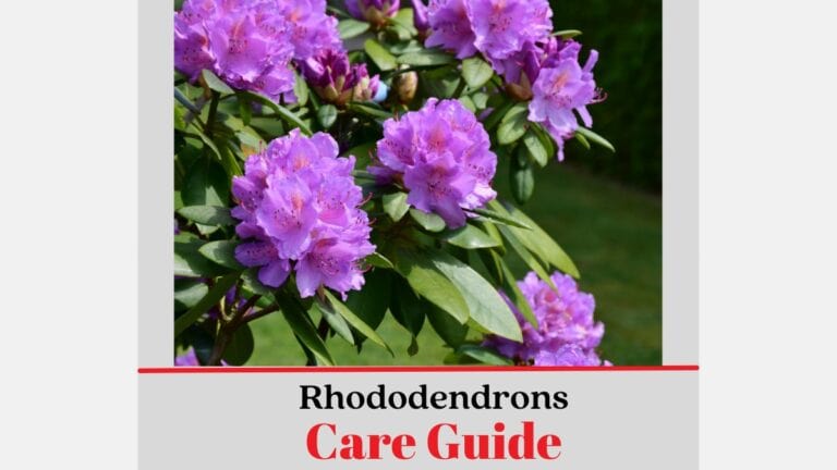Lazy Gardener's Guide: How to Grow Rhododendrons (Infographic ...