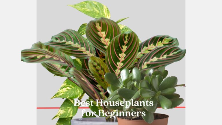 12 Best Houseplants for Beginners (Easy to Grow, Impossible to Kill ...