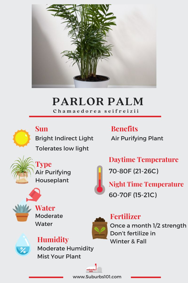 10 Tips on How to Care for Your Parlor Palm (Chamaedorea seifreizii ...