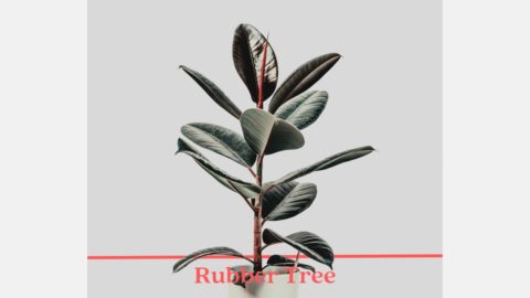 5 Lucky Houseplants to Bring Good Luck in Feng Shui (Pictures ...