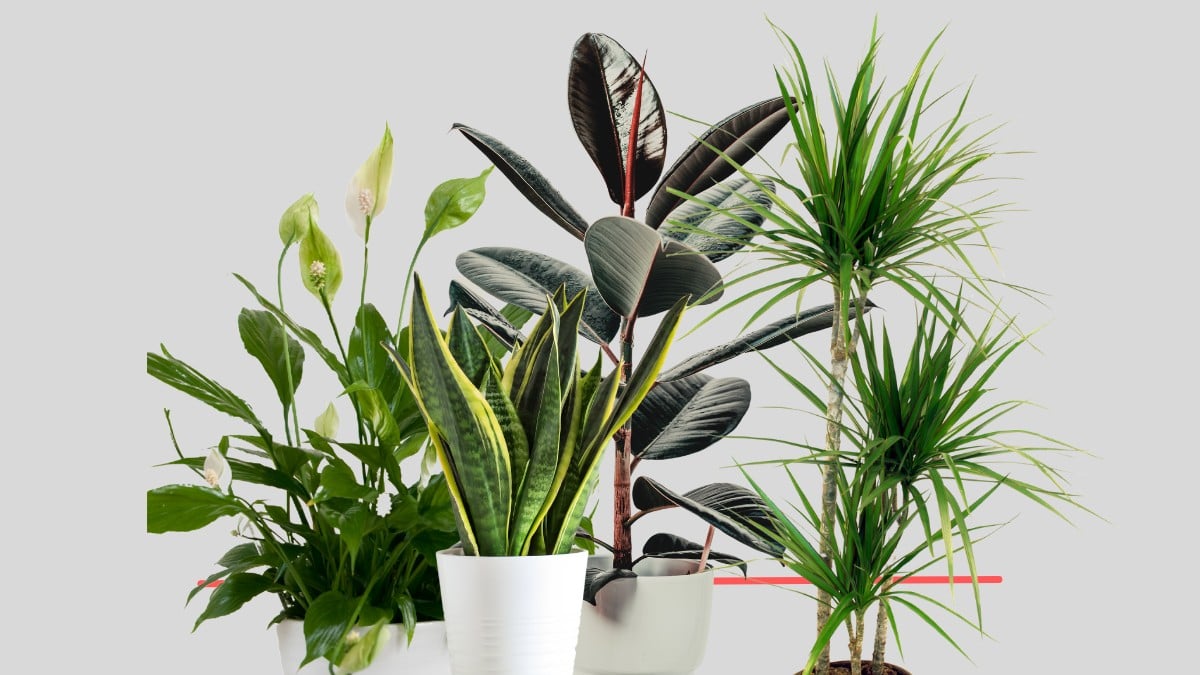 16 Best Air Purifying Houseplants - Suburbs 101