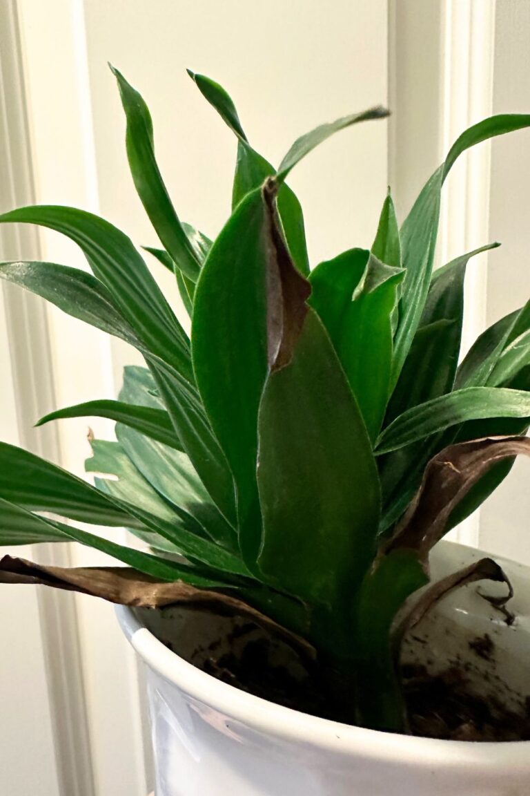 10 Tips on How to Care for your Dracaena Janet Craig - Suburbs 101