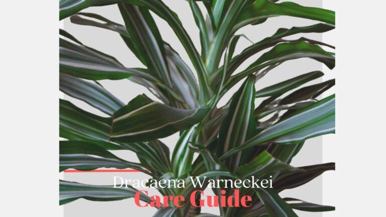 10 Tips on How to Care for your Dracaena Warneckii - Suburbs 101