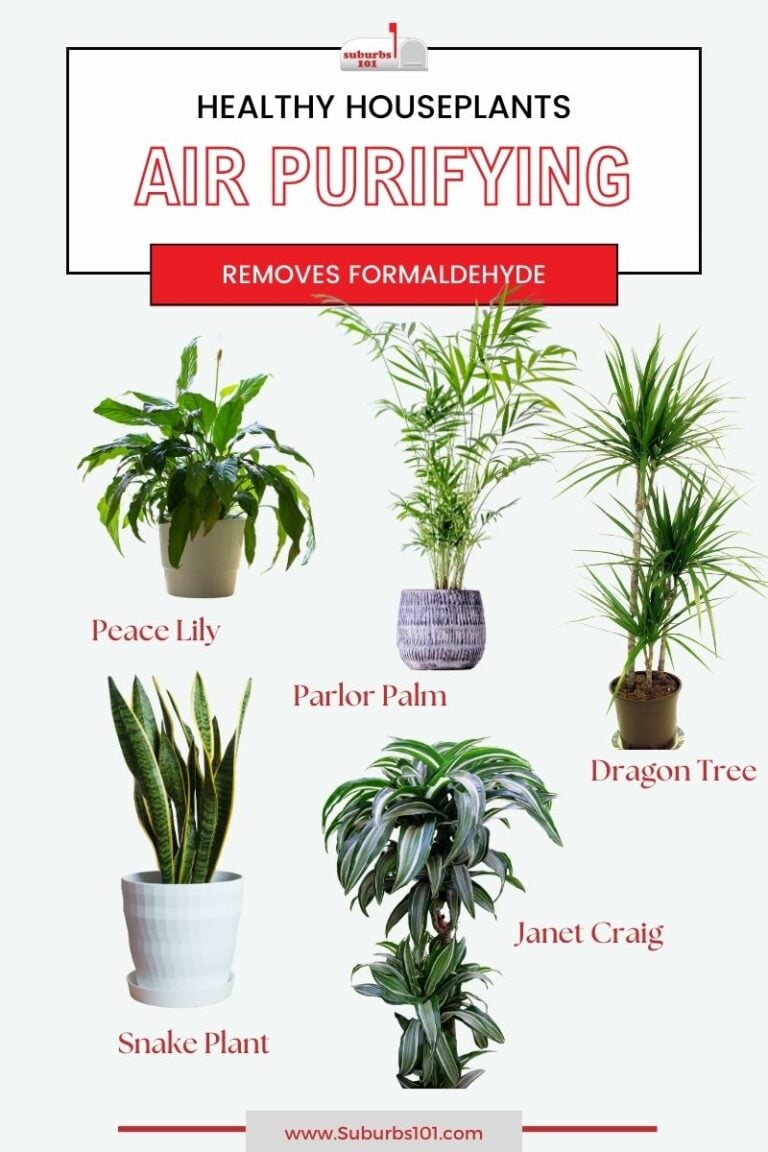 5 Best Air Purifying Indoor Plants to Remove Formaldehyde from the Air ...