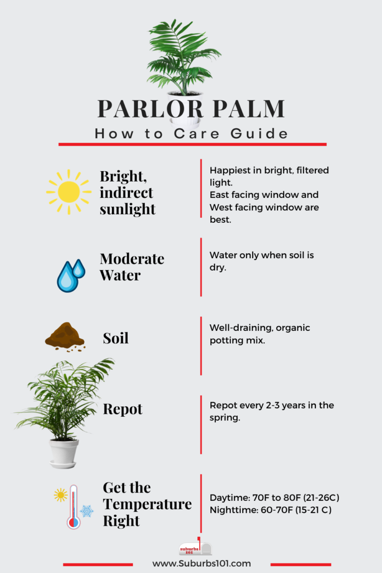 10 Tips on How to Care for Your Parlor Palm (Chamaedorea seifreizii ...