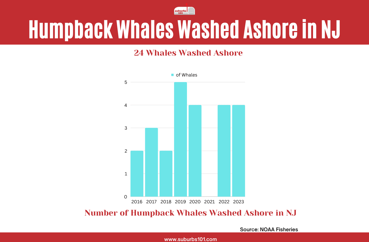 Alarming Number of Humpback Whales Washed Ashore in NY and NJ - Suburbs 101