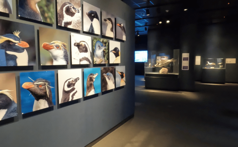 Inside the New Bruce Museum in Greenwich, CT (photos and video ...