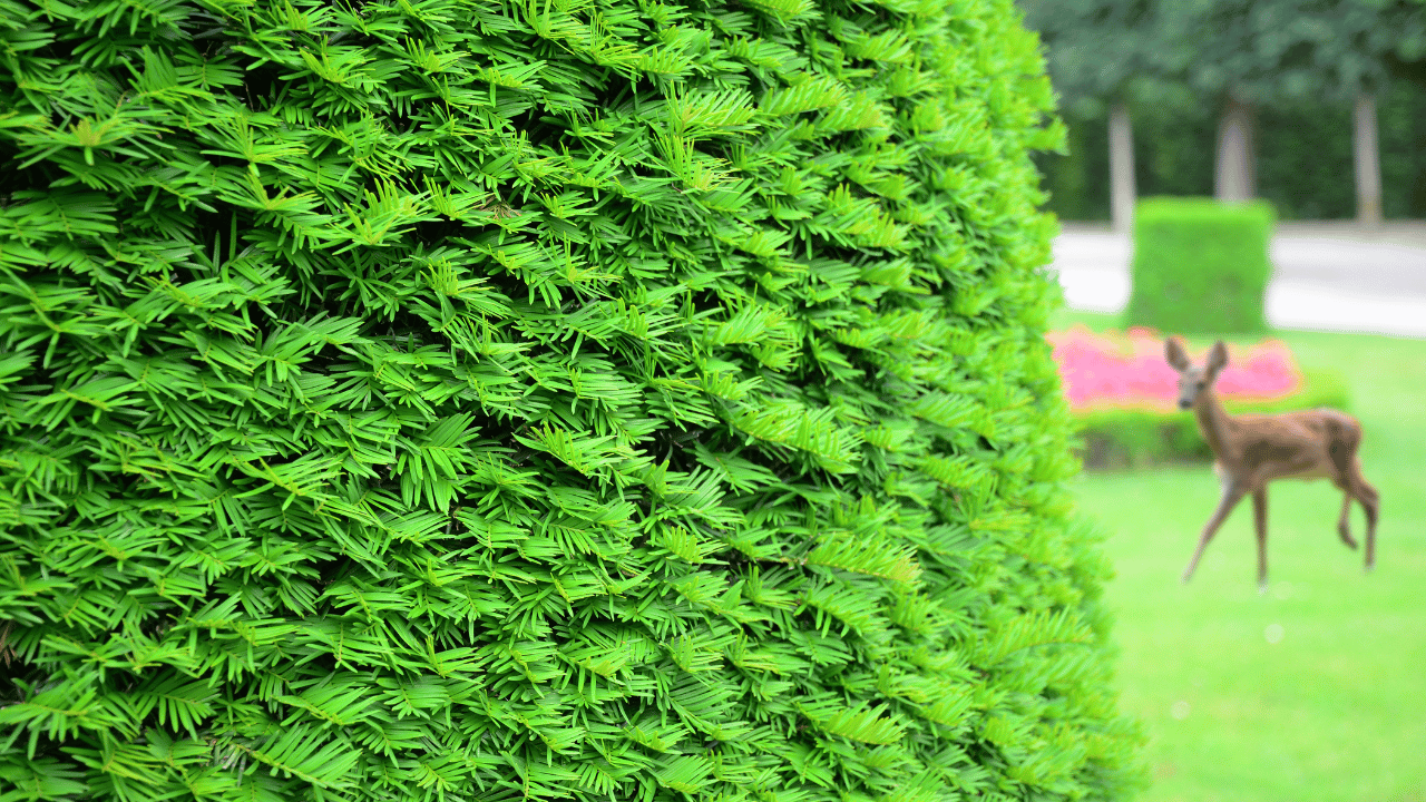 Do Deer Eat Hydrangeas? How to Keep Deer Away - Suburbs 101