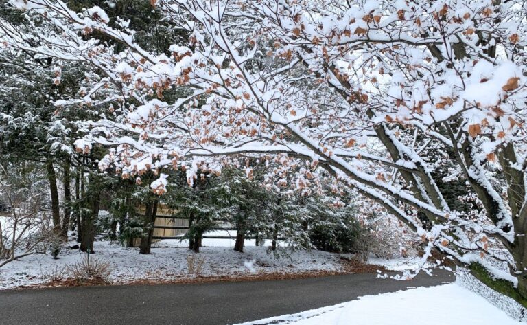 Snowmaggedon: Maryland Record Breaking Snow Storms - Suburbs 101