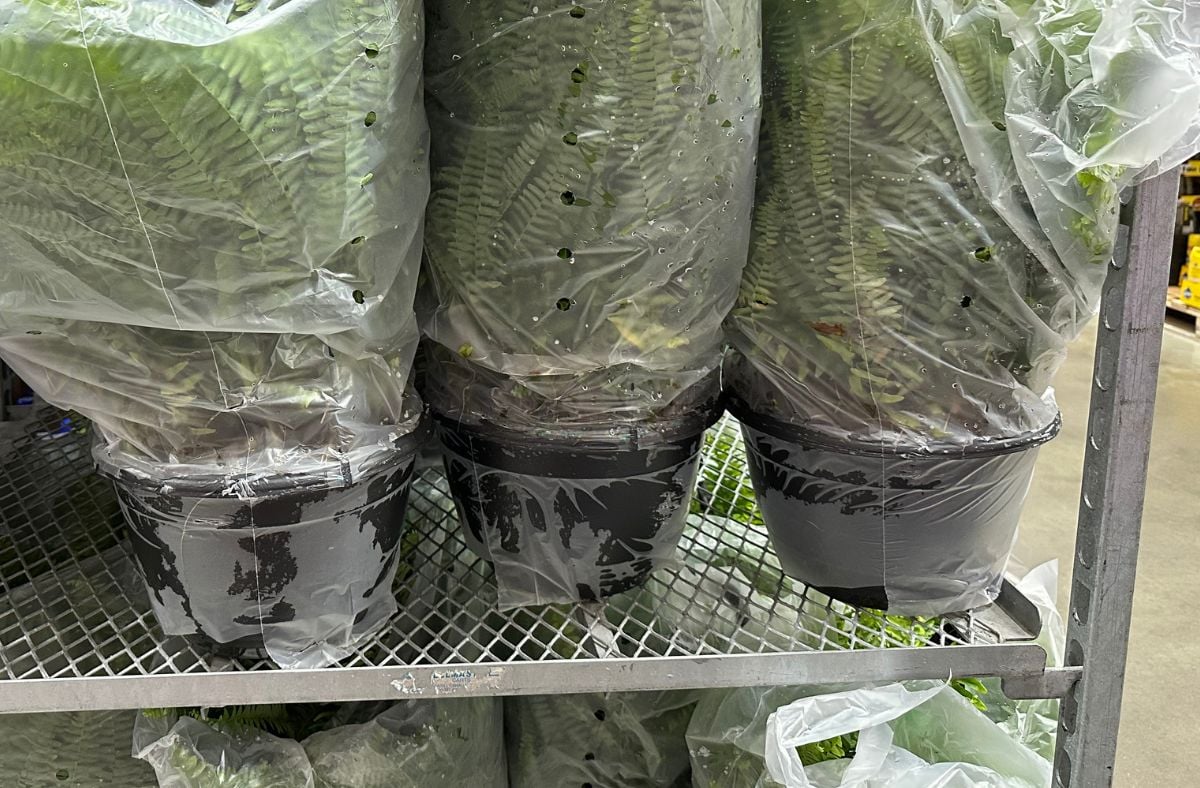 17 New Costco Plants to Cheer Up Your Home This Spring - Suburbs 101