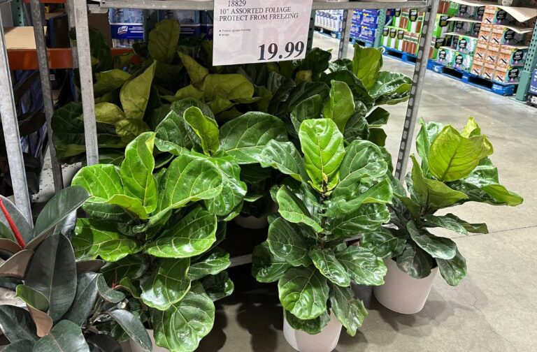 17 New Costco Plants to Cheer Up Your Home This Spring - Suburbs 101