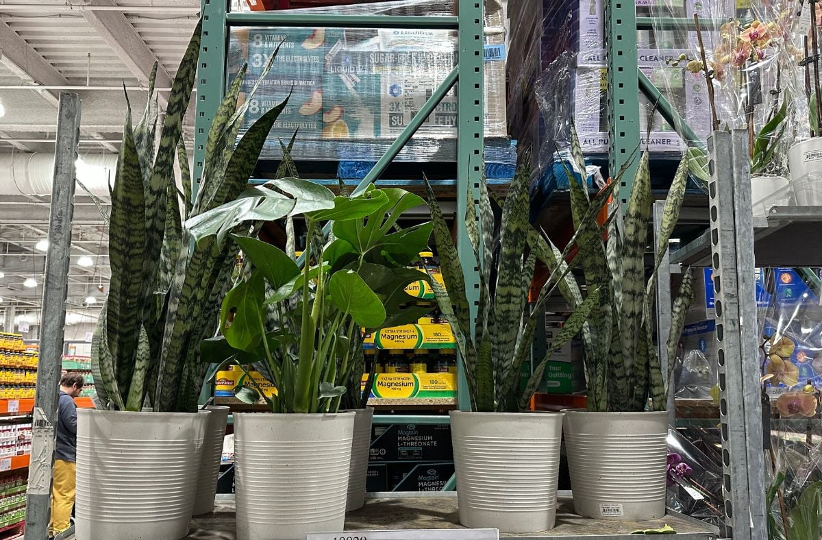 17 New Costco Plants to Cheer Up Your Home This Spring - Suburbs 101