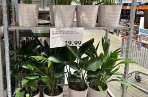 17 New Costco Plants to Cheer Up Your Home This Spring - Suburbs 101