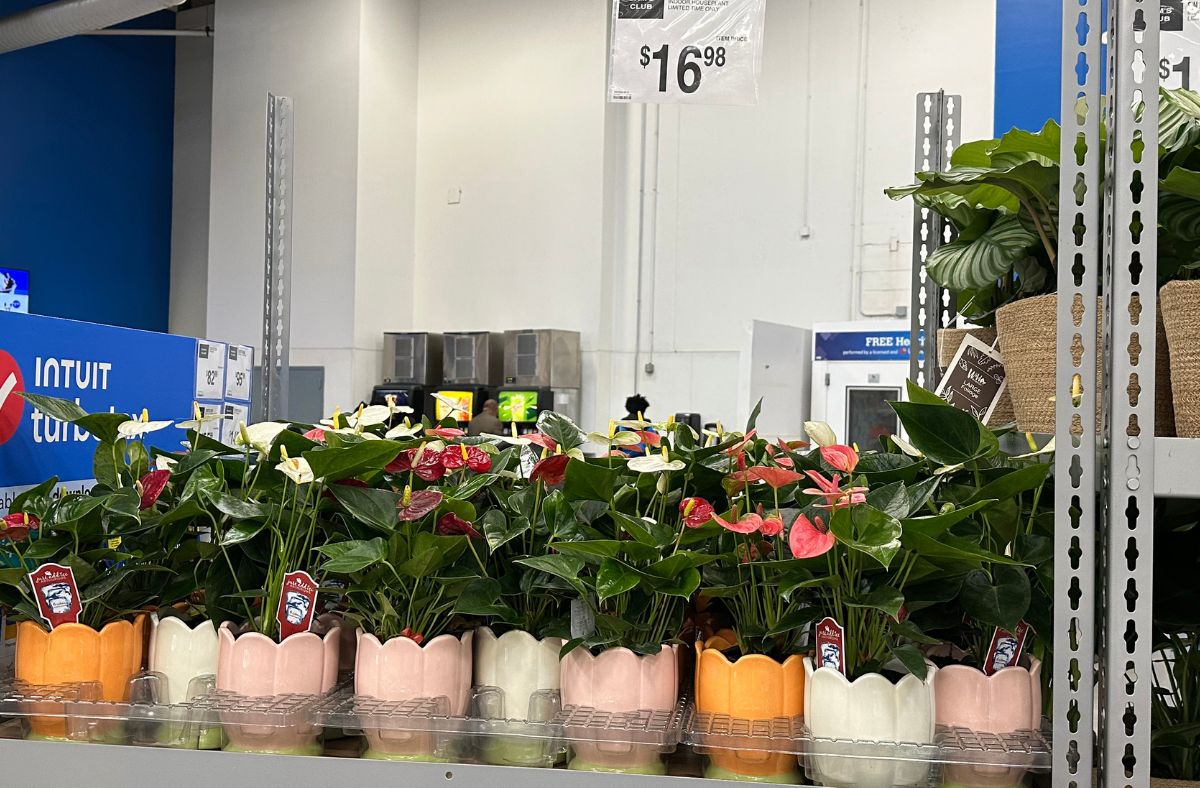 12 Easter Items at Sam's Club You'll Want to See - Suburbs 101