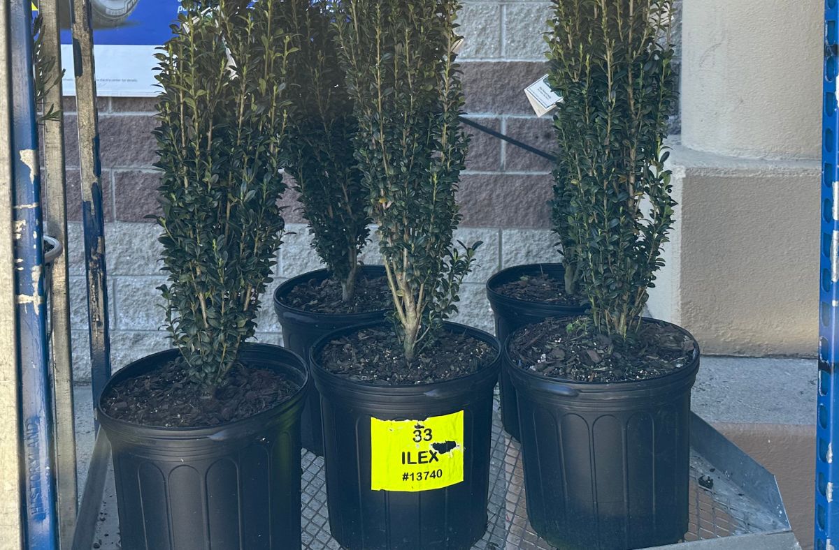 13 New Costco Plants to Upgrade Your Garden this Spring - Suburbs 101