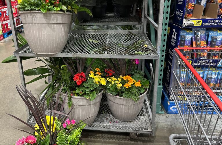 13 New Costco Plants to Upgrade Your Garden this Spring - Suburbs 101