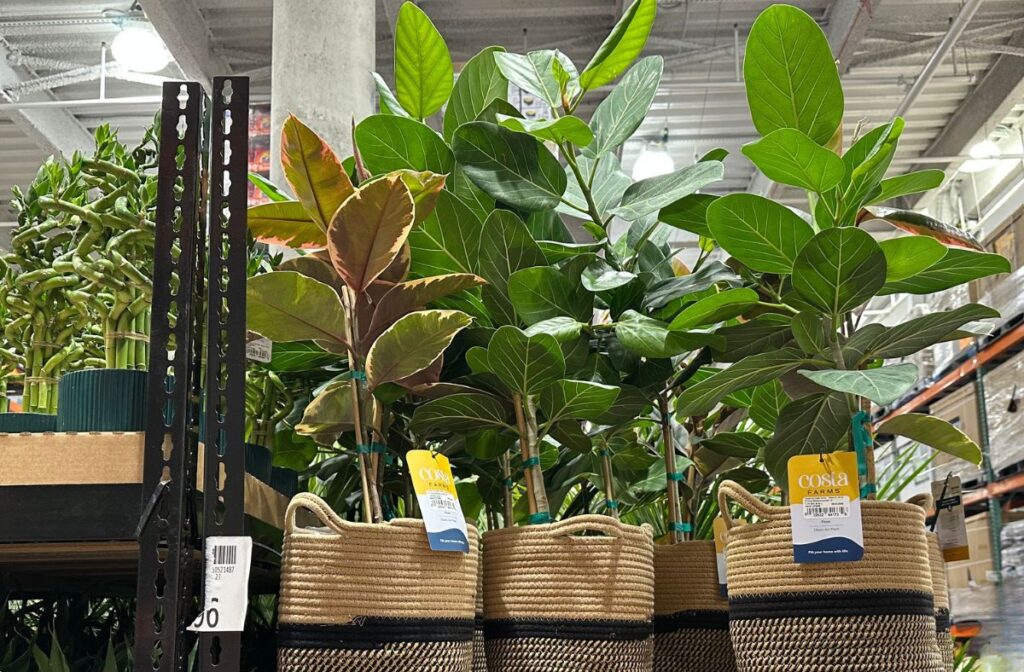 15 New Costco Plants That Will Instantly Cheer You Up - Suburbs 101