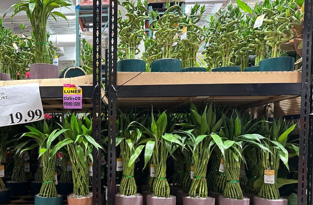 15 New Costco Plants That Will Instantly Cheer You Up - Suburbs 101