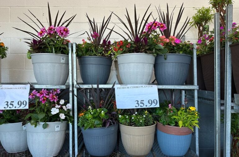 15 New Costco Plants That Will Instantly Cheer You Up - Suburbs 101