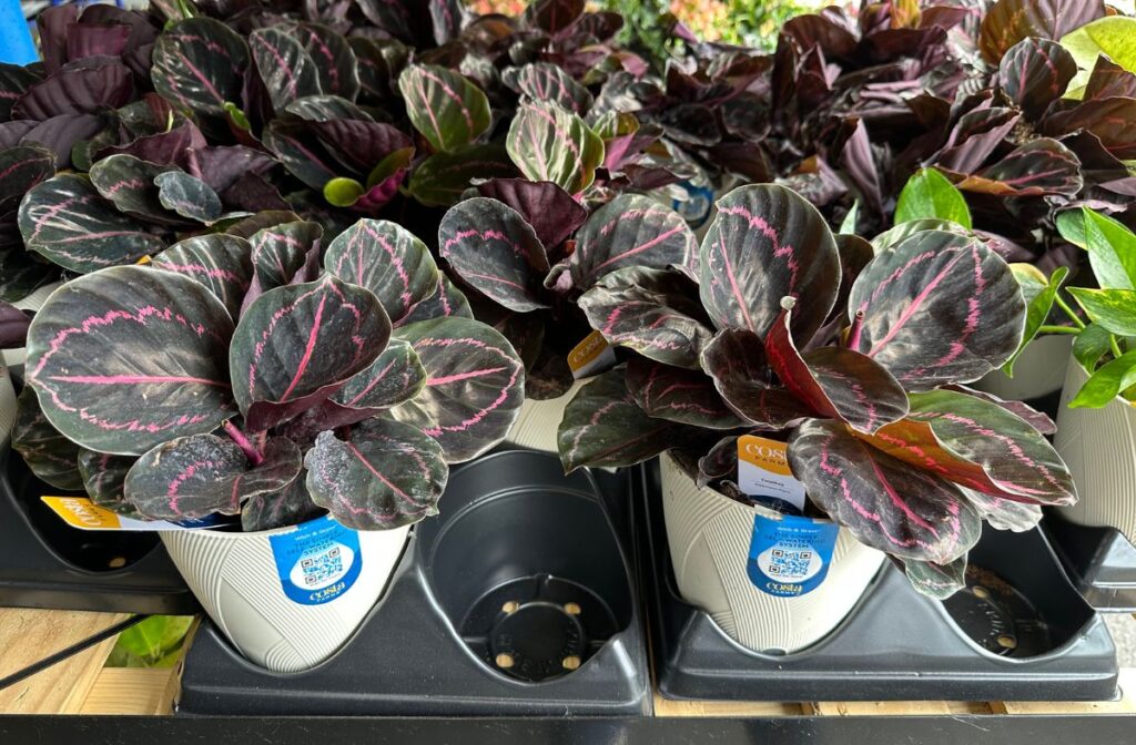11 New Sam's Club Plants That Will Instantly Boost Your Mood - Suburbs 101
