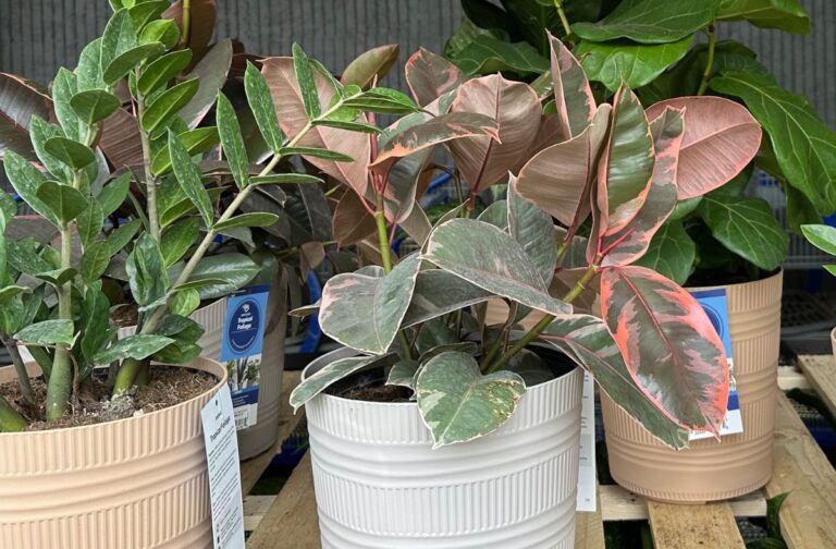11 New Sam's Club Plants That Will Instantly Boost Your Mood - Suburbs 101