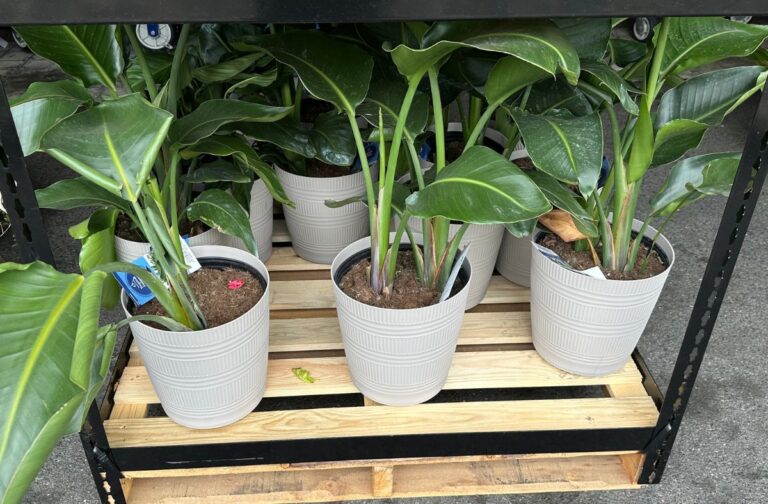 11 New Sam's Club Plants That Will Instantly Boost Your Mood - Suburbs 101