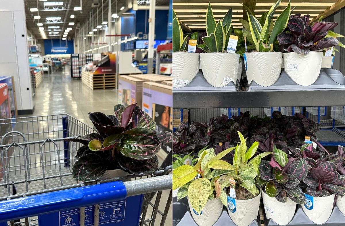 11 New Sam's Club Plants That Will Instantly Boost Your Mood - Suburbs 101